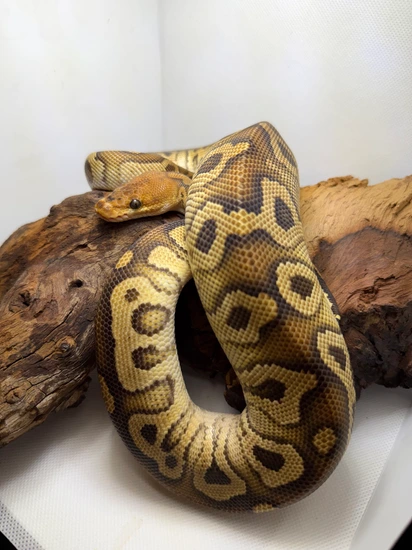 Cypress Clown Ball Python by Camper Critters