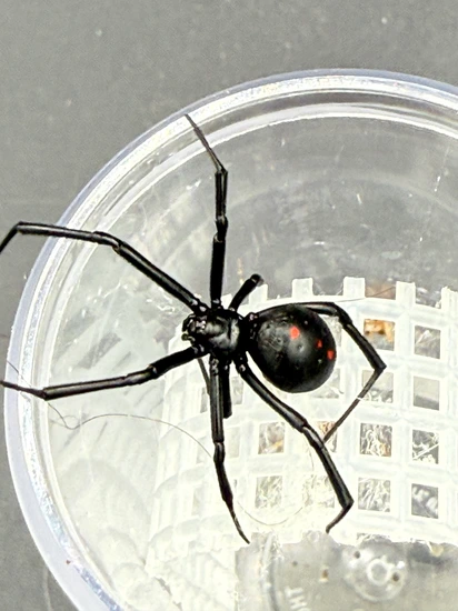 Latrodectus Mactans Black Widow Red Dot Phase Mactans Other Spider by ...