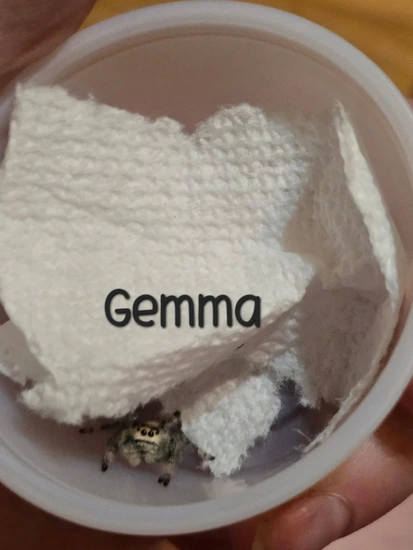 Phidippus Regius Immature Female GEMMA Jumping Spider by Krueger ...