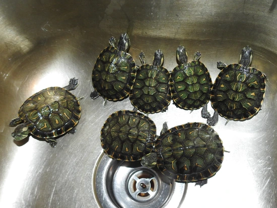 2024 D'Orbigny's Sliders Slider Turtle by Tortoise Morphs