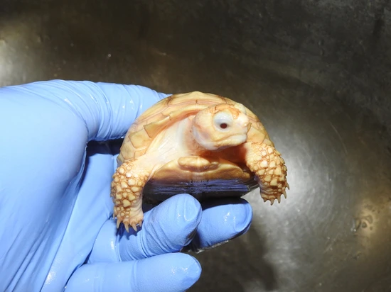 Ivory Sulcata With Split/irregular Scutes #3 Sulcata Tortoise by ...