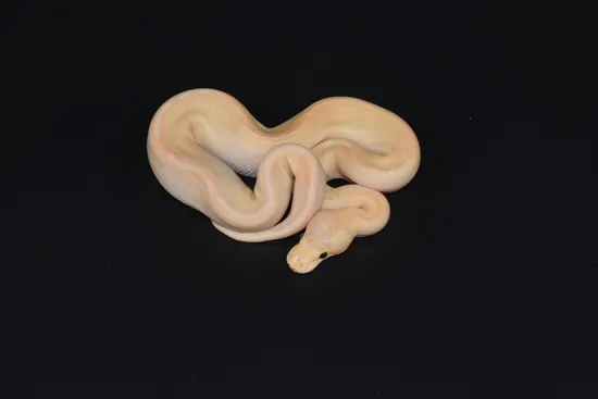 Coral Glow Mimosa Ball Python by Sloan Reptiles