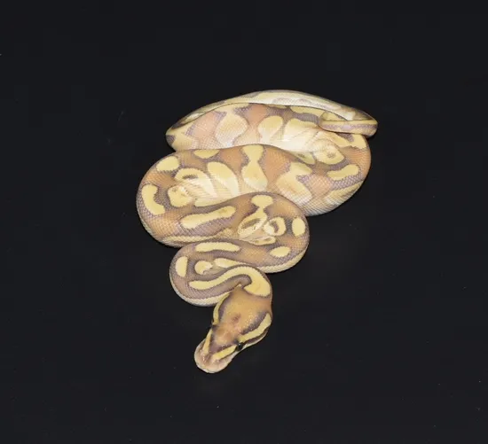 Orange Dream Butter Daddy 100% Double Het Lavender Puzzle 50% Het Hypo ...