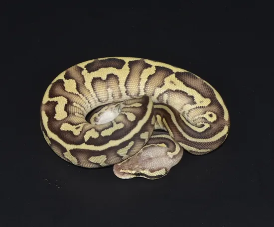 Pastel Lesser Leopard 100% Het Hypo Ball Python by Sloan Reptiles