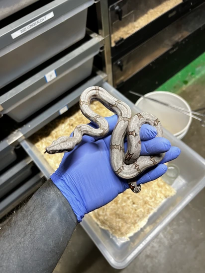 Silver Back Short-Tailed Boa Short-Tailed Boa Constrictor by Niels Berg