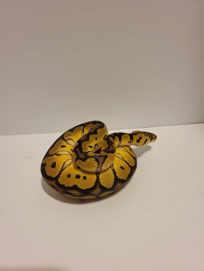Pastel Clown Ball Python by Night Rider Reptiles