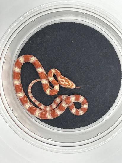 Fire Corn Snake by Nature. Invertebrates. Reptiles. Exotic pets