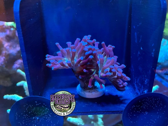 Tri-Color Hammer W/ Green Mouth Lps by Expressive Exotics Reptiles ...