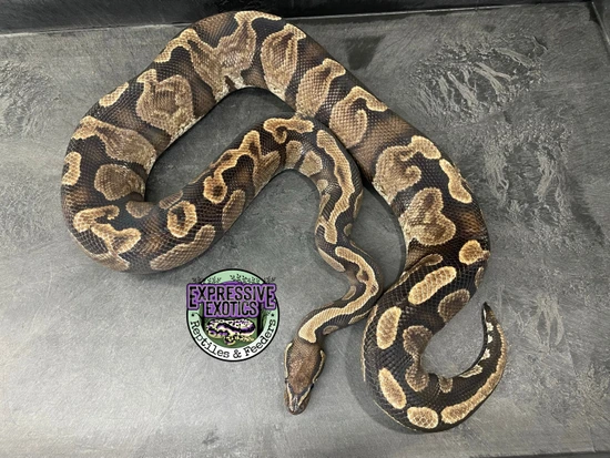 GHI Het VPI Axanthic - Proven Breeder Ball Python by Expressive Exotics ...
