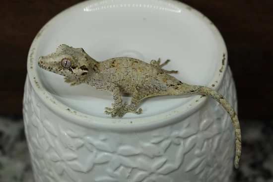 Cute Garg Kid Gargoyle Gecko by Tip O' Texas Geckos LLC