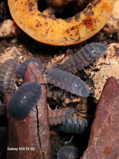 12+ Porcellio Scaber Lava Isopod by NoLi Pods N' Stuff LLC