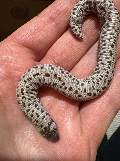 Checkerboard Worm Lizard More Lizard by NoLi Pods N' Stuff LLC