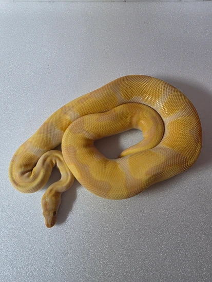 Enchi Orange Dream Lavender Albino Het Pied Ball Python by N&M Reptiles
