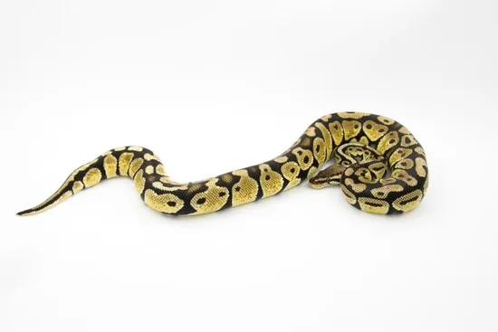 Pastel 100% Het Candy Ball Python by No1reptiles