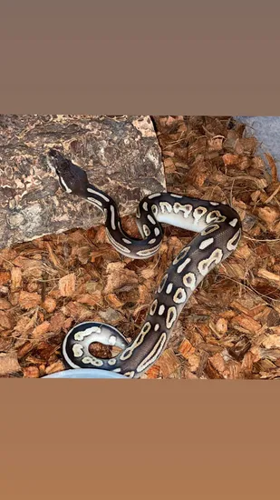 Cinnamon Mojave Fire Ball Python by Steve’s exotics