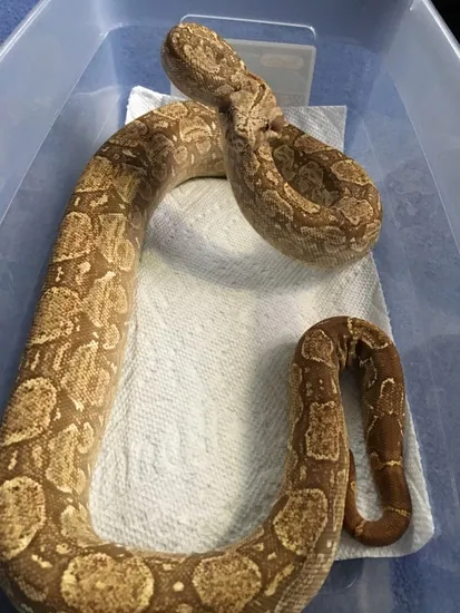 T+ Argentine Boa Constrictor by Noah’s Boas