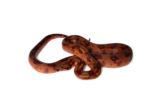 Hypo Blood Boa Constrictor by Noah’s Boas