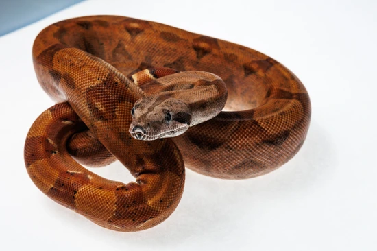 Hypo RLT 100% Het Moonglow Boa Constrictor by Noah’s Boas