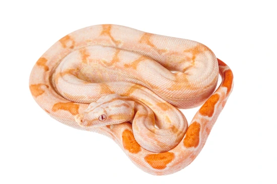 Coral Sunglow Boa Constrictor by Noah’s Boas