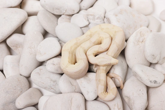 Moonglow Boa Constrictor by Noah’s Boas