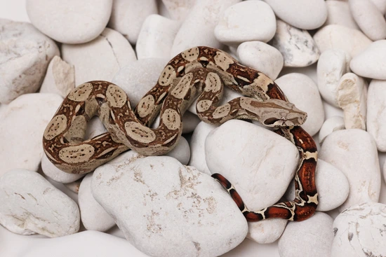 Normal Het Kahl (Lava Line) Boa Constrictor by Noah’s Boas