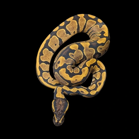 YB/Asphalt Ball Python by Tiki's Exotics