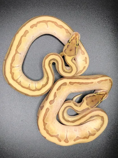 Enchi Kingpin Double Het Pos Triple Ball Python by No Drama Llama Pet Shop