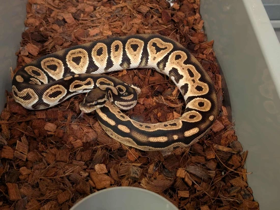 Combo Deal 1.0 Cinnamon Bongo & 0.1 Cinnamon Leopard Ball Python by No ...