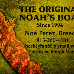 The Original Noah’s Boas - MorphMarket