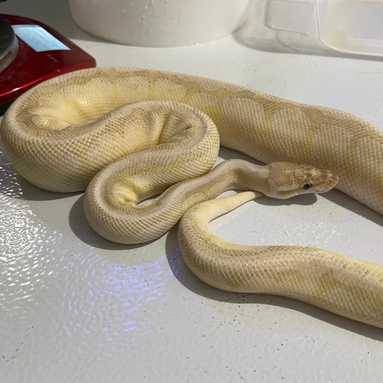 Crystal Spider Ball Python by Jimmy’s Party Pets