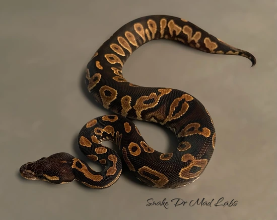Blackhead YB Pos Het Pied Ball Python by Snake Dr Mad Labs