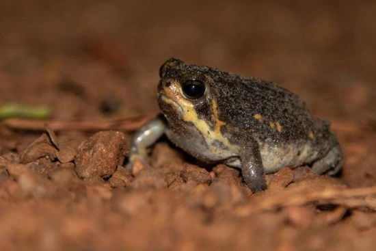 Breviceps Poweri Other Frog by Northern Lights Reptile Imports