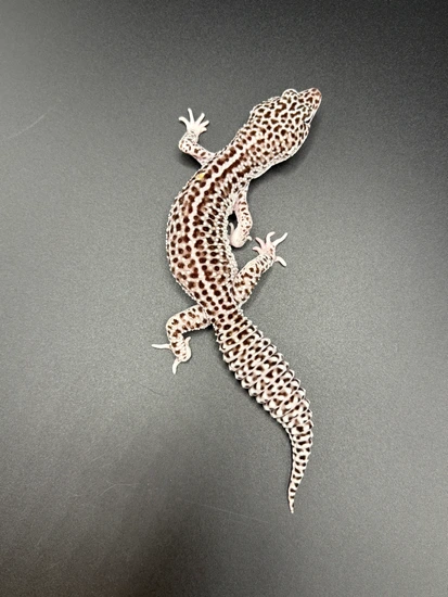 Mack Snow Leopard Gecko by Northern Scales Reptiles