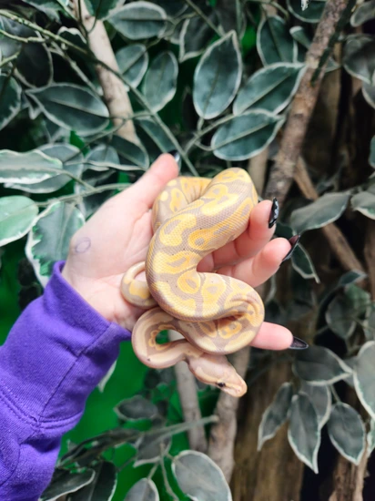 Banana Ball Python by North Georgia Exotics