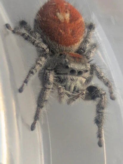 Phidippus Adumbratus Female Jumping Spider by Gottarantulas