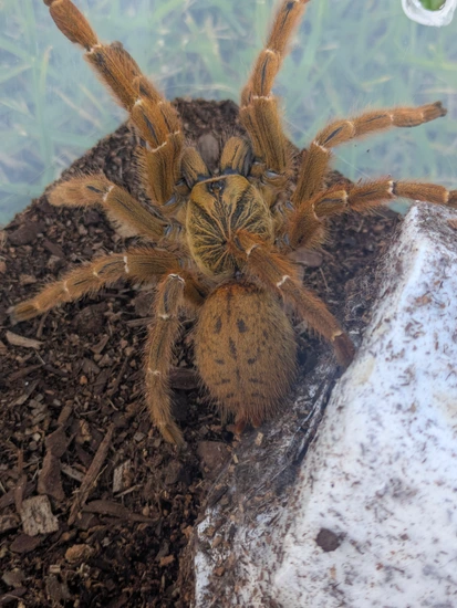 P. Murinus 5 Inch Female (RCF) Tarantula by Gottarantulas