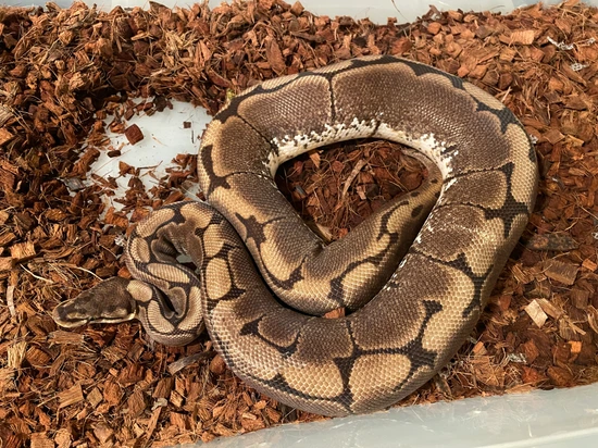 Spider Yellow Belly Het. Albino Adult Female PROVEN & READY! Ball ...