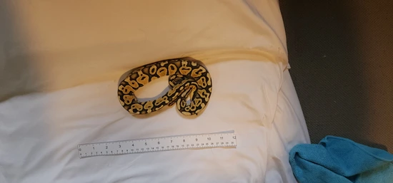 Myrtle Ball Python by Cedar Creek Herpetoculture