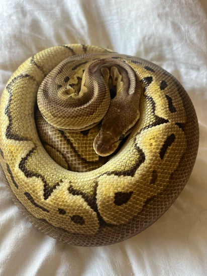 Vanilla Pewter Ball Python by Pythons and Monitors