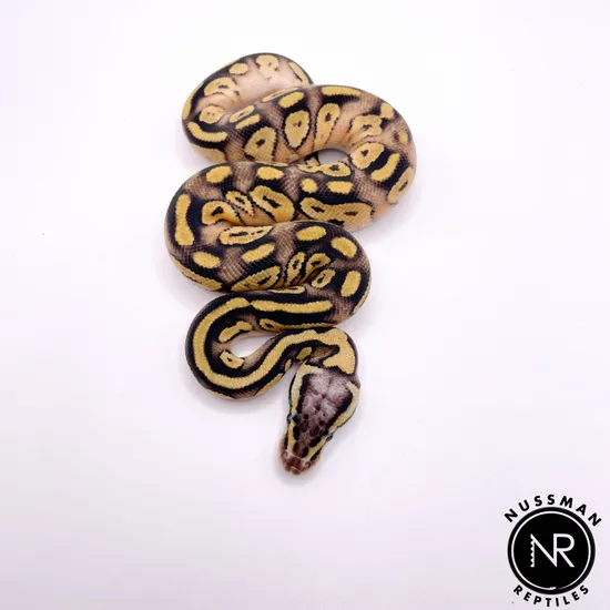 Pastel Enchi Bongo Het Clown 50% Het Hypo Ball Python by Nussman Reptiles