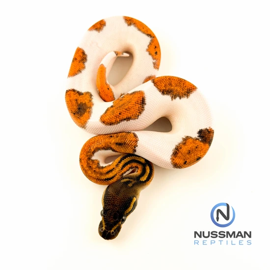 Blackhead Super OD Pied Ball Python by Nussman Reptiles