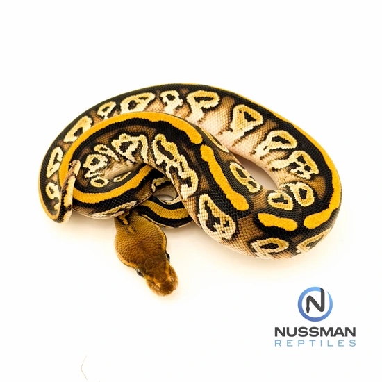 OD Bongo Dh Hypo Clown Ball Python by Nussman Reptiles