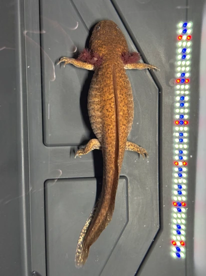 Copper Axolotl Female by Nutrive Axolotls