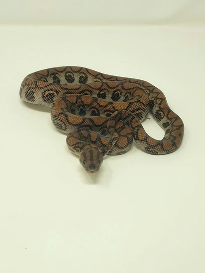 2023 Normal Female Brazilian Rainbow Boa by Natural World Exotics LLC