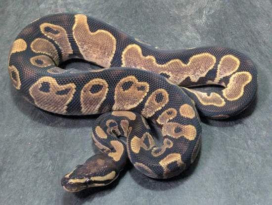 Male YB Phet MJ Ax/Pied Ball Python by Nyoka Ball Pythons