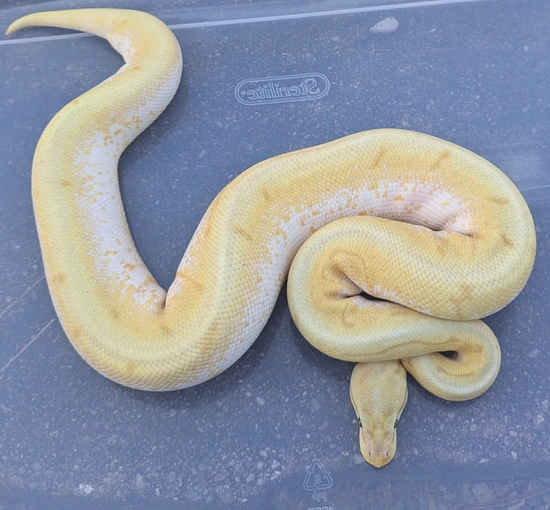Banana Super Enchi Spinner Het Pied Ball Python by OAC Reptiles