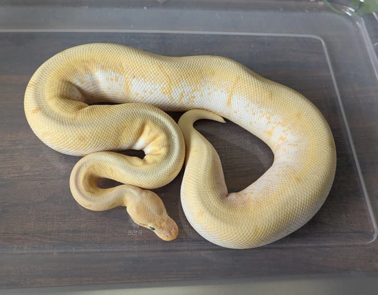 Banana Super Enchi Spinner Het Pied Ball Python by OAC Reptiles