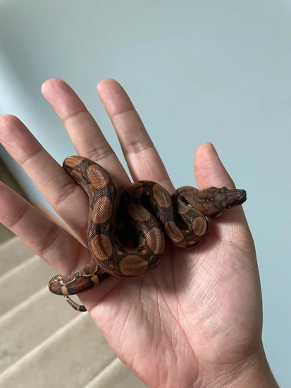 Ron St. Pierre Line Blood Boa Boa Constrictor by Tangled Tails Exotics