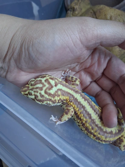 Snow Bell Jungle Leopard Gecko by Tangled Tails Exotics
