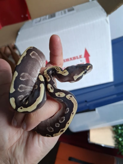 Ghi Mojave Pos Harlequin Ball Python by Tangled Tails Exotics